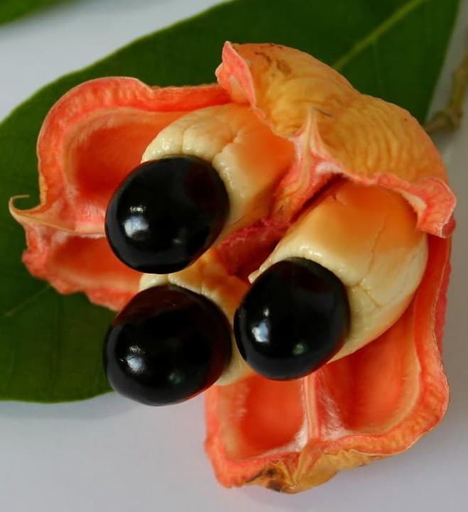 The World s Weirdest And Most Exotic Fruits Delishably the-world-s-weirdest-and-most-exotic-fruits-delishably