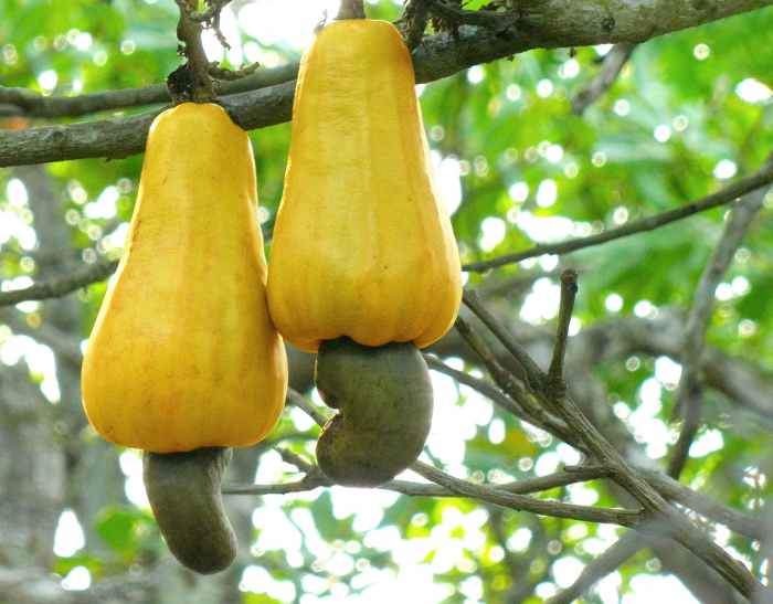 The World’s Weirdest and Most Exotic Fruits - Delishably
