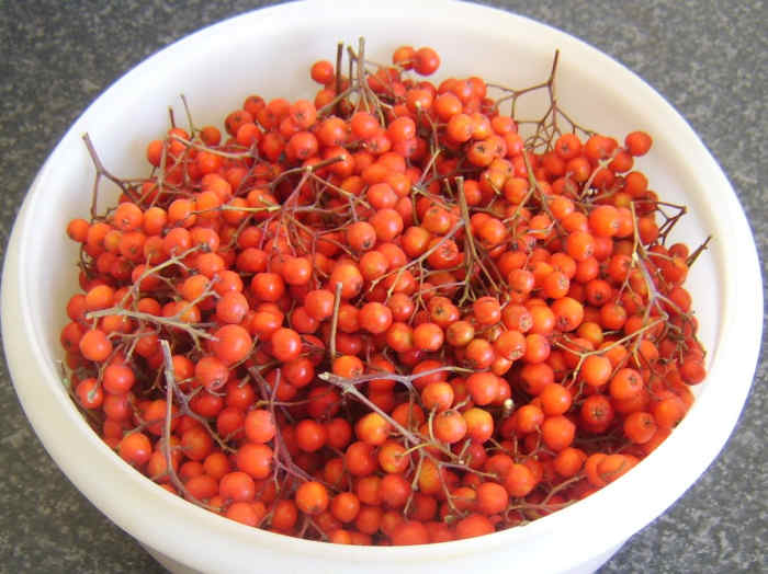 Rowan and Apple Jelly Recipe - HubPages