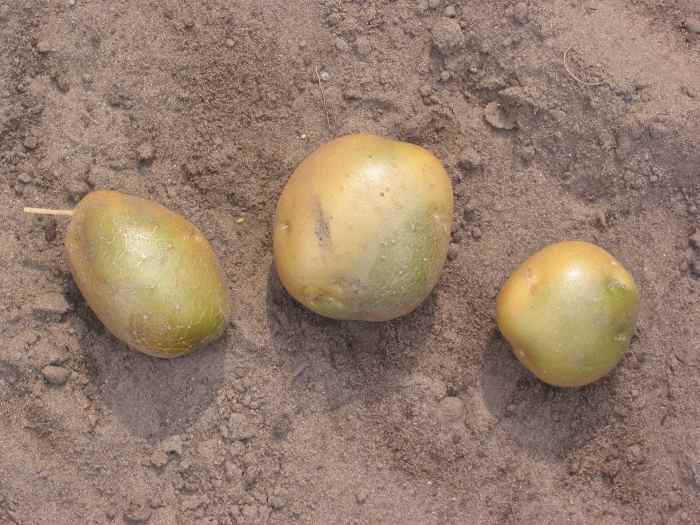 What Does It Mean If Potatoes Are Green? - HubPages