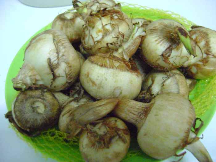 How to Fry Ngaku (Arrowhead) Chips - HubPages