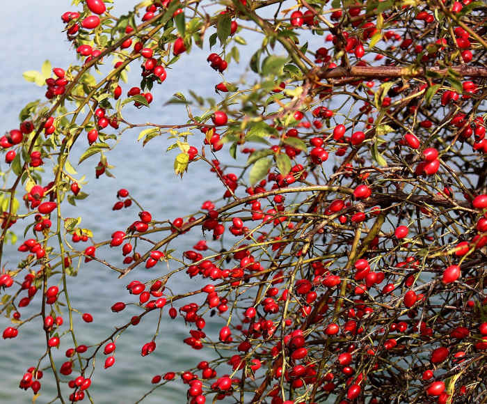 How to Gather Rose Hips and Make Them Into Tea - Delishably