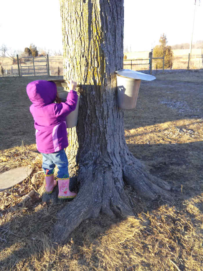 How to Make Maple Syrup the Old-Fashioned Way - HubPages