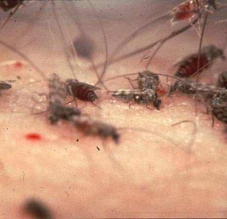 Biting Midges: The Vampire Gnats of the Insect World - Owlcation