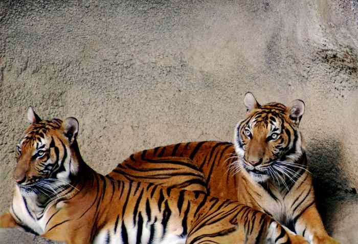 Best Places in the World to See Wild Tigers - HubPages