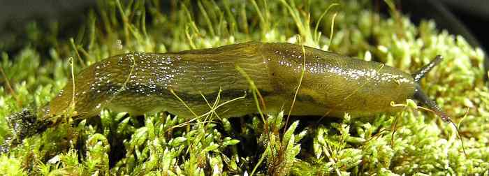 Slugs: Body and Life Facts, Mucus Slime, and Pest Control - Owlcation