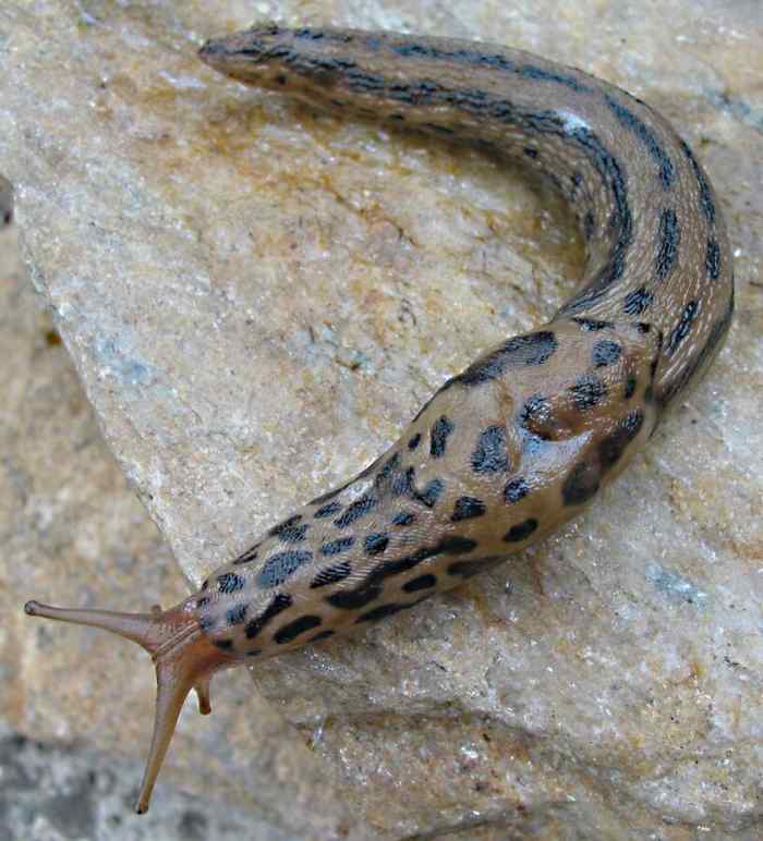 Slugs: Body and Life Facts, Mucus Slime, and Pest Control - Owlcation