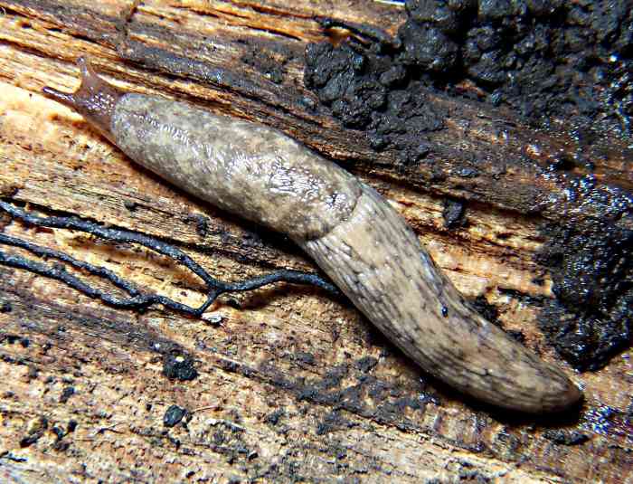 Slugs: Body and Life Facts, Mucus Slime, and Pest Control - Owlcation