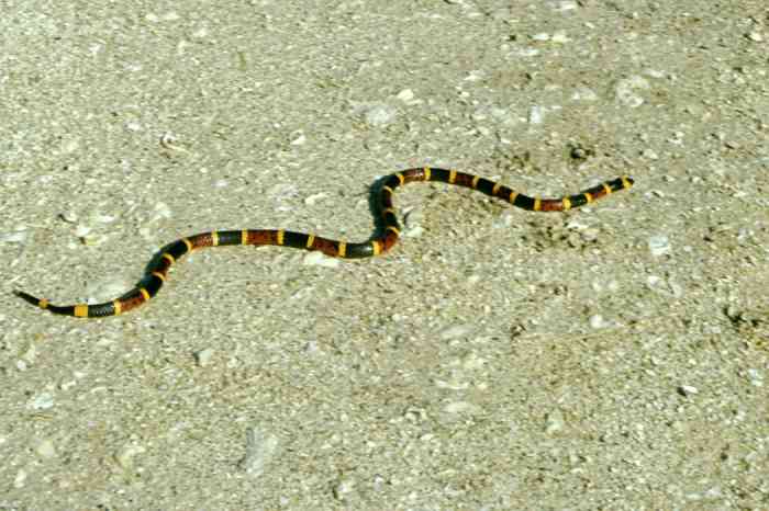 Dangerous or Not? Identifying Venomous Snakes in the US - Owlcation