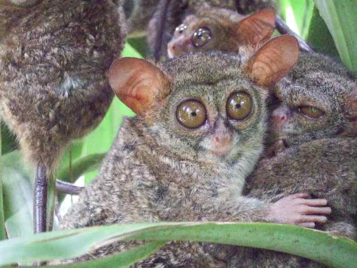 Tarsiers: Strange and Threatened Primates of Southeast Asia - Owlcation