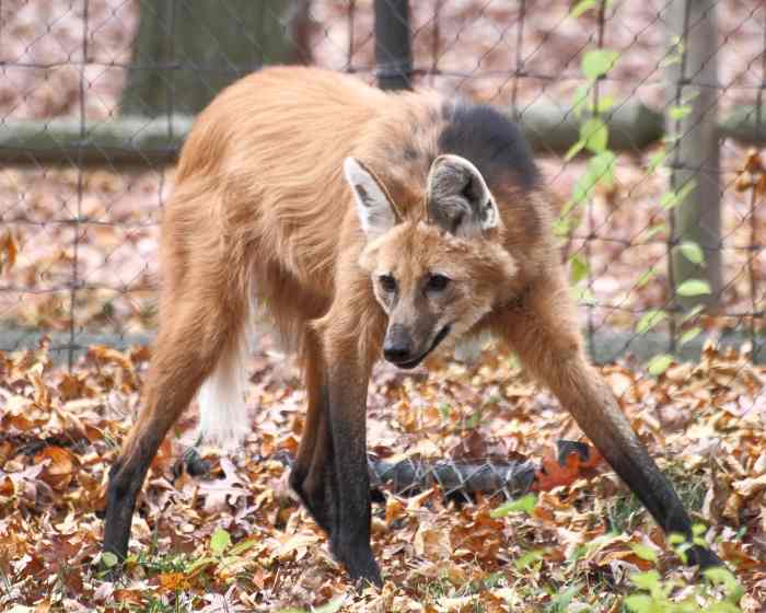 The Maned Wolf: Interesting Facts About a Unique Animal - Owlcation