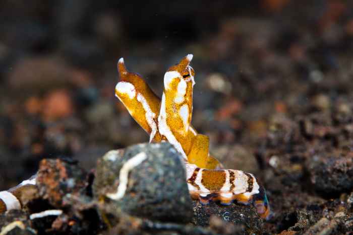 Wonderpus and Mimic Octopus Facts: Fascinating Mollusks - Owlcation