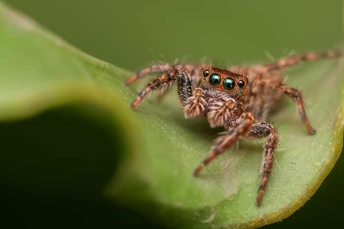 How to Identify Maryland Spiders - Owlcation