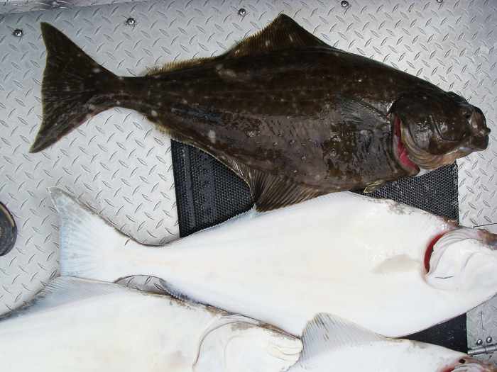 Flatfish Facts and Pacific and California Halibut Information - Owlcation