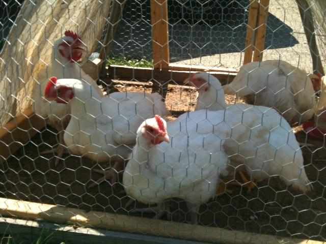 How to Raise Cornish Cross Chickens for Meat Birds - HubPages
