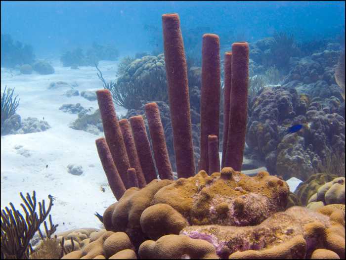 List of Sea Animals A–Z - HubPages