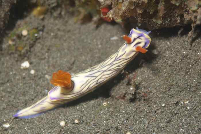 List of Sea Animals A–Z - HubPages