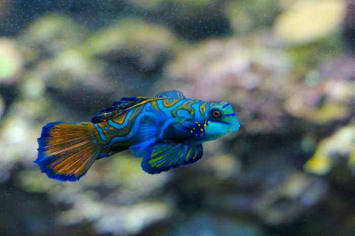 List of Sea Animals A–Z - HubPages