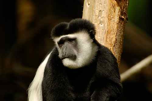 The Sad Animals in Zoos Myth - HubPages