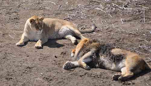 The Sad Animals in Zoos Myth - HubPages