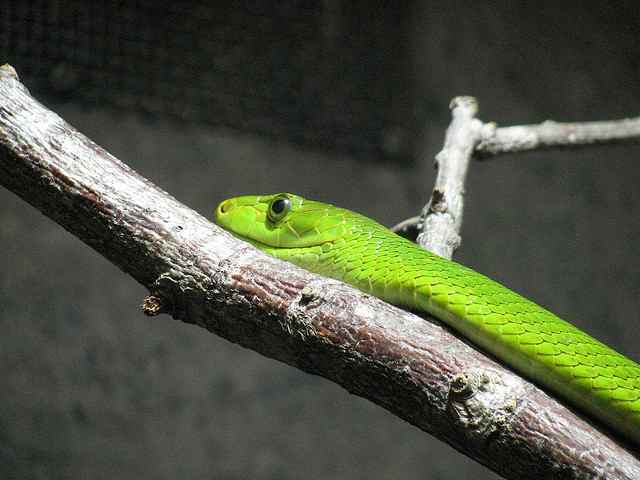 The Sad Animals in Zoos Myth - HubPages