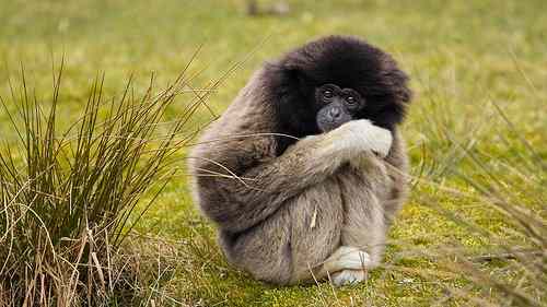 The Sad Animals in Zoos Myth - HubPages