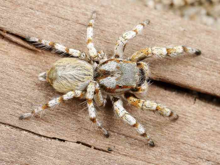 Amazing Spiders: Strange and Interesting Arachnid Facts - Owlcation