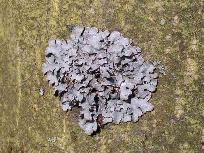Lichens and People: Uses, Benefits, and Potential Dangers - Owlcation