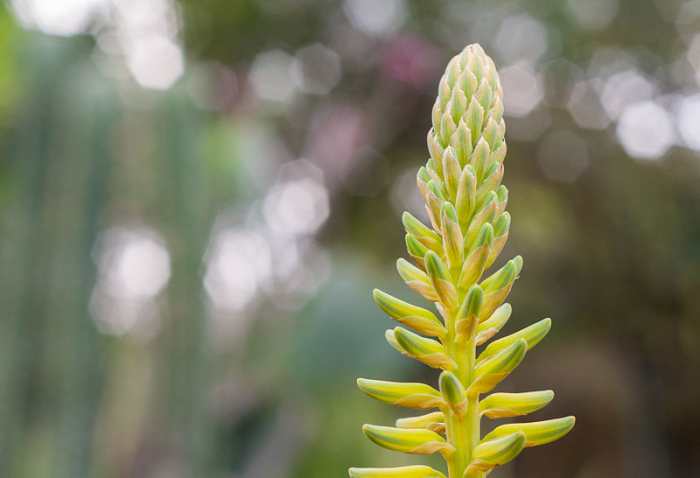 Rare Blooming Flowers - Owlcation