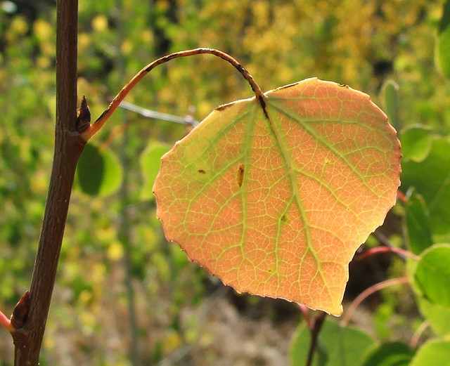 How to Distinguish a Quaking Aspen From a White Birch - Owlcation