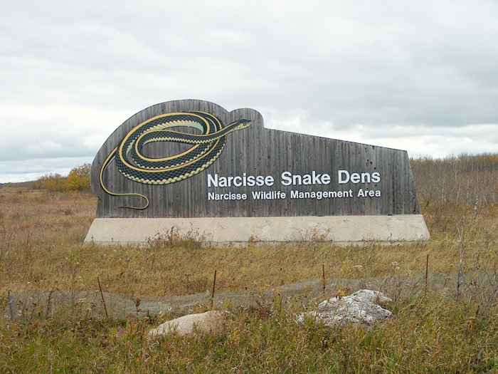 Red-Sided Garter Snakes and Manitoba's Narcisse Snake Dens - HubPages
