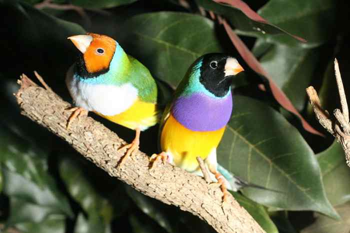 10 Most Colourful Songbirds in the World and Their Songs - Owlcation
