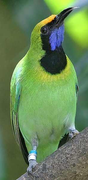 10 Most Colourful Songbirds in the World and Their Songs - Owlcation