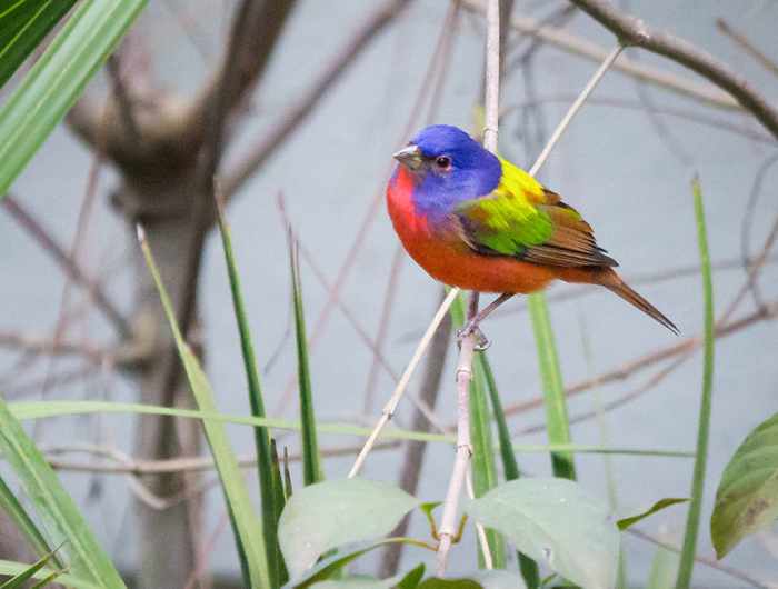10 Most Colourful Songbirds in the World and Their Songs - Owlcation