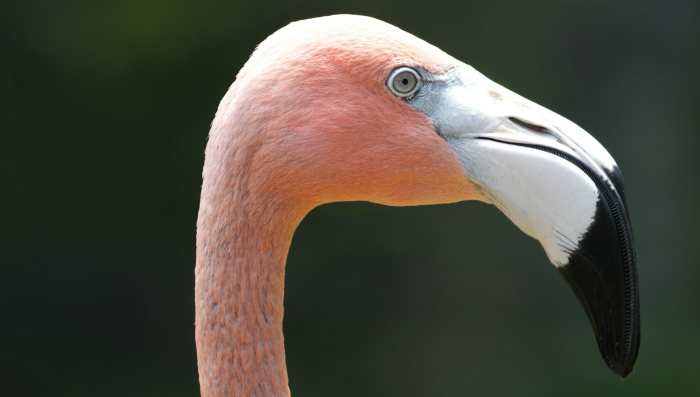 7 Reasons Why Pink Flamingos Are Absolutely Fabulous - Owlcation