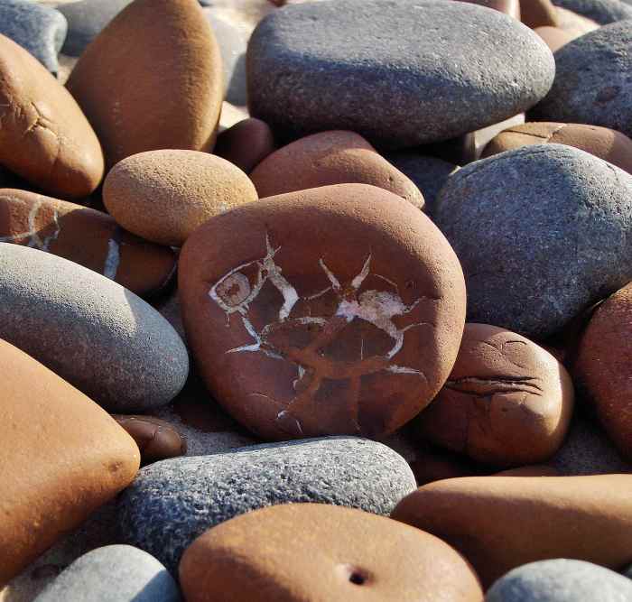 Identifying the Rocks of Lake Michigan (Geode, Septarian, Agate, and ...