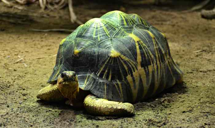 Shell-Bearing Animals - Owlcation