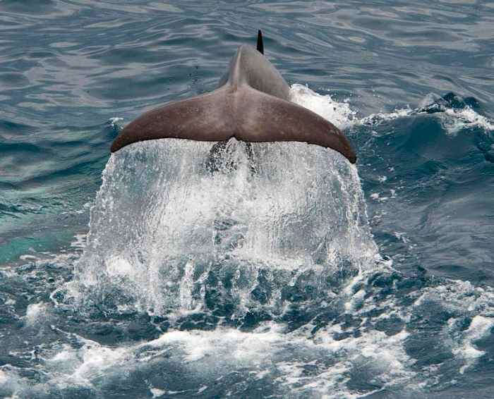 10 Facts About Killer Whales Orca Owlcation 10-facts-about-killer-whales-orca-owlcation