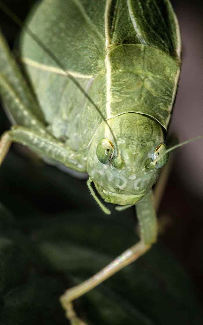 The Short, Sedentary, Solitary Life of a Katydid - HubPages