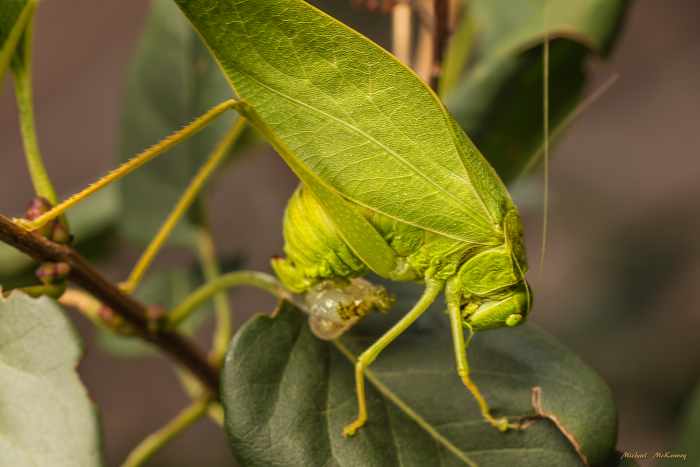 The Short, Sedentary, Solitary Life of a Katydid - HubPages