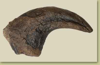 The Purpose of T-Rex's Small Arms - HubPages