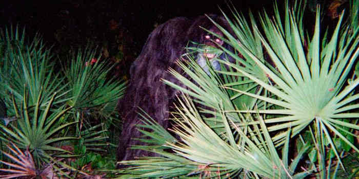 Top 10 Lesser-Known Cryptids From Around the World - HubPages