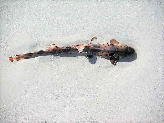 Epaulette Shark: The Shark That Walks on Land - Owlcation