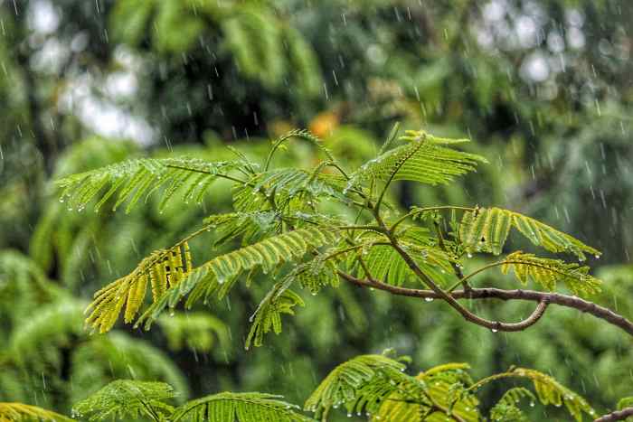 Haiku and Three-Line Nature Poems: Facts and Examples - Owlcation