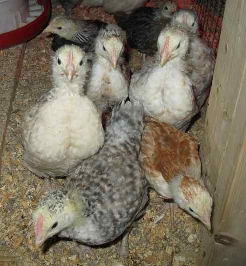 What Are Euskal Oiloas (or Basque Hens) and Why Would Anyone Want These ...