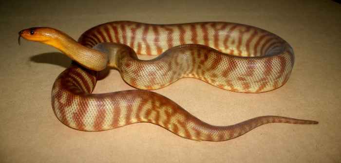 13 Most Beautiful Snakes in the World - HubPages