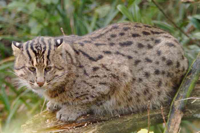 The Fishing Cat: An Interesting and Vulnerable Animal in Asia - Owlcation
