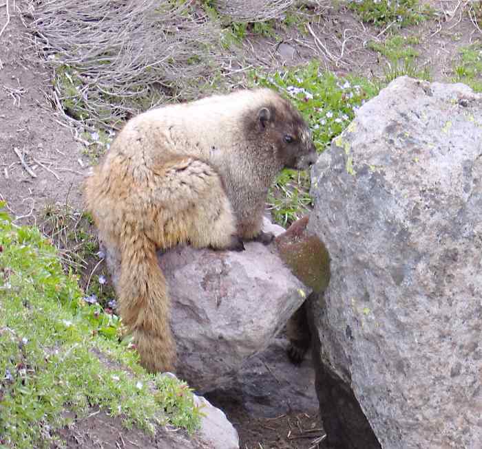 The Marmots of British Columbia: Interesting Facts and Photos - Owlcation