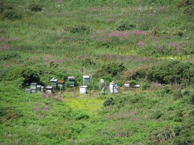 The Celtic Lore of the Honey Bee - Owlcation