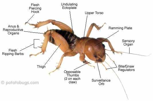 The Jerusalem Cricket Is Really Just a Potato Bug - HubPages